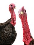 5 Best Turkey Buying Tips Everyone Needs | Savoring Today